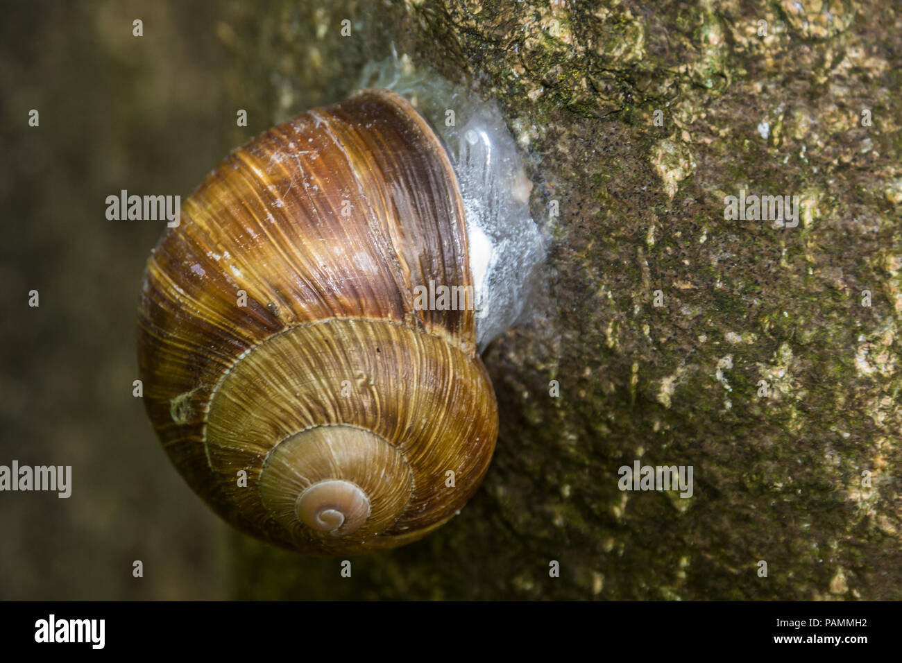 Snail sleeping hi-res stock photography and images - Alamy