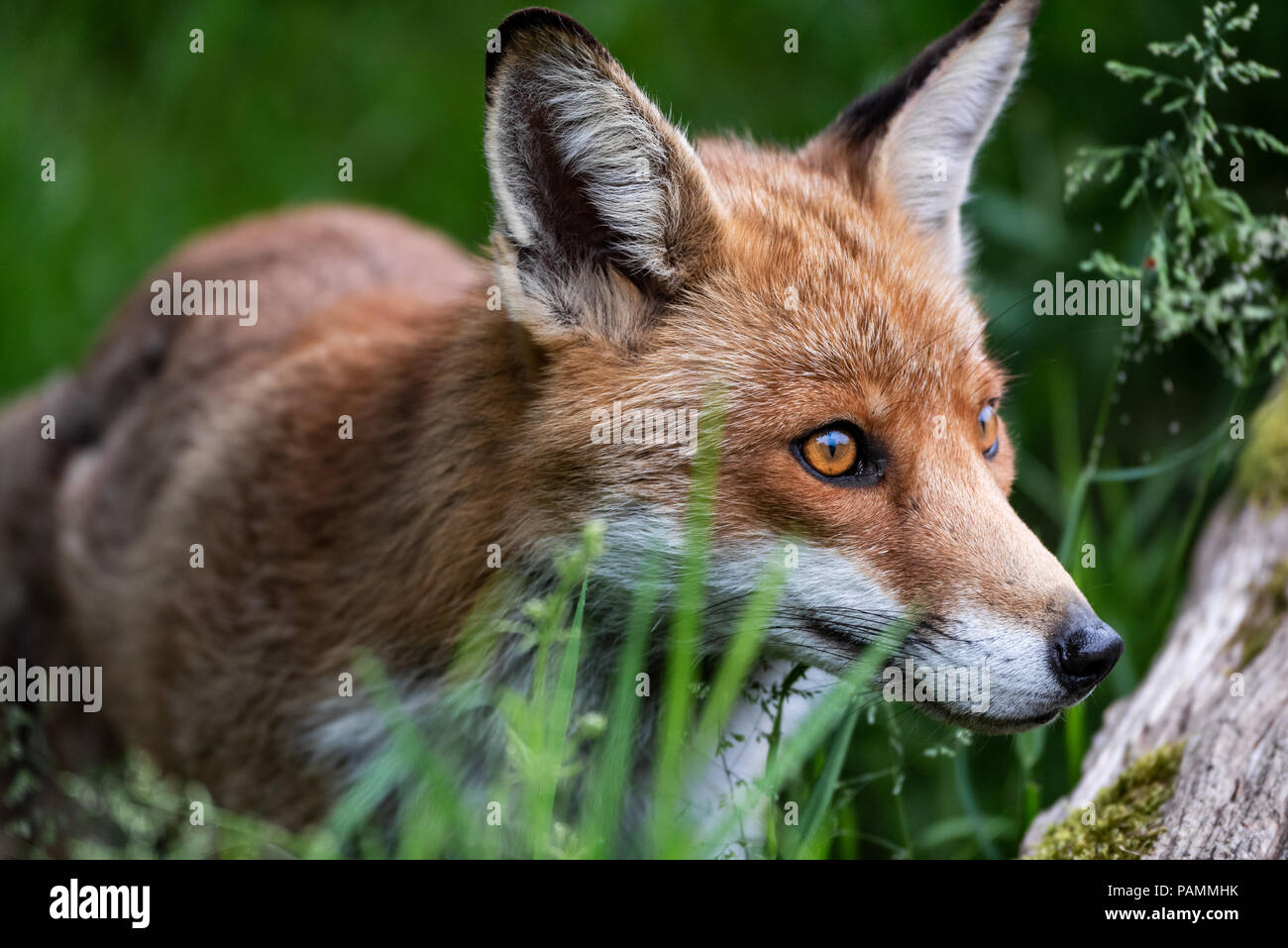 Fox Close Encounter Stock Photo - Alamy