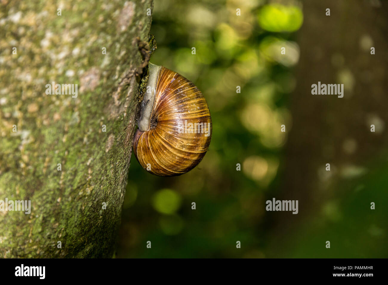Close up snail hi-res stock photography and images - Alamy