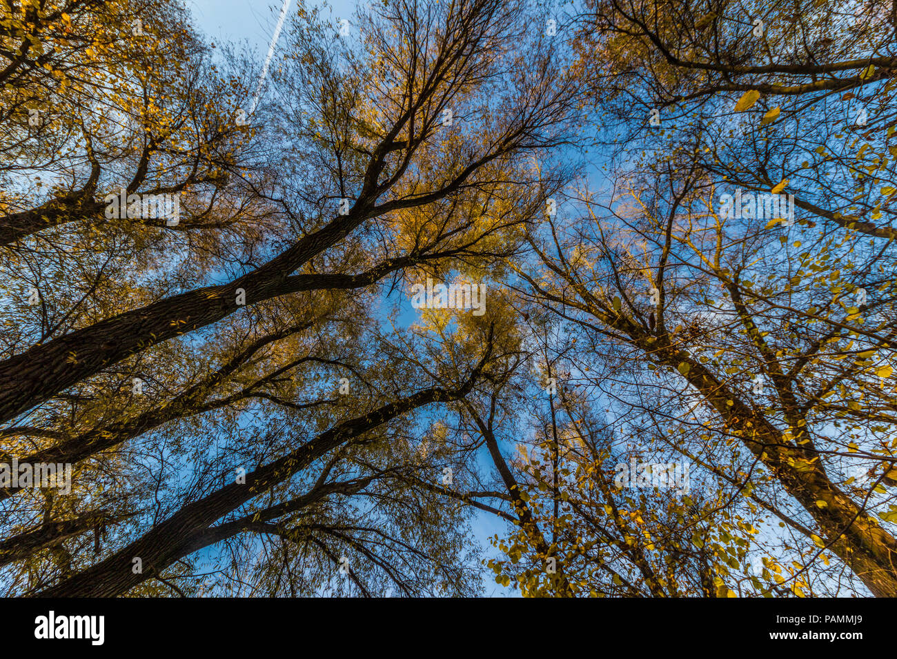 Birch trees in autumn from below hi-res stock photography and images ...