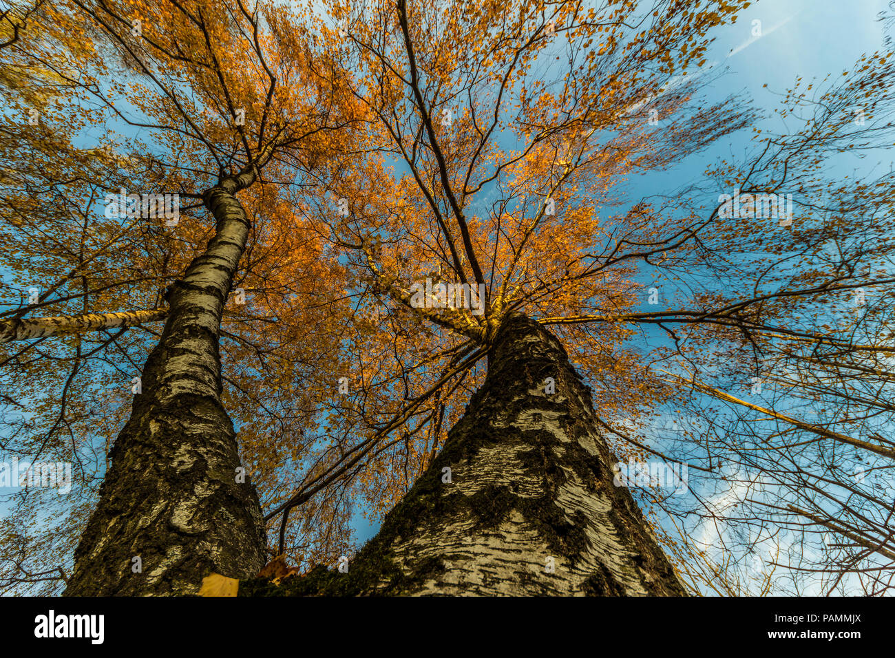 Fisheye view of birch trees hi-res stock photography and images - Alamy