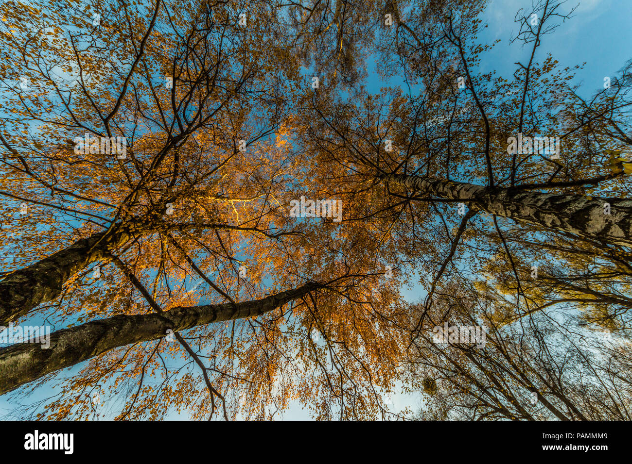 Trees in wide angle perspective hi-res stock photography and images - Alamy