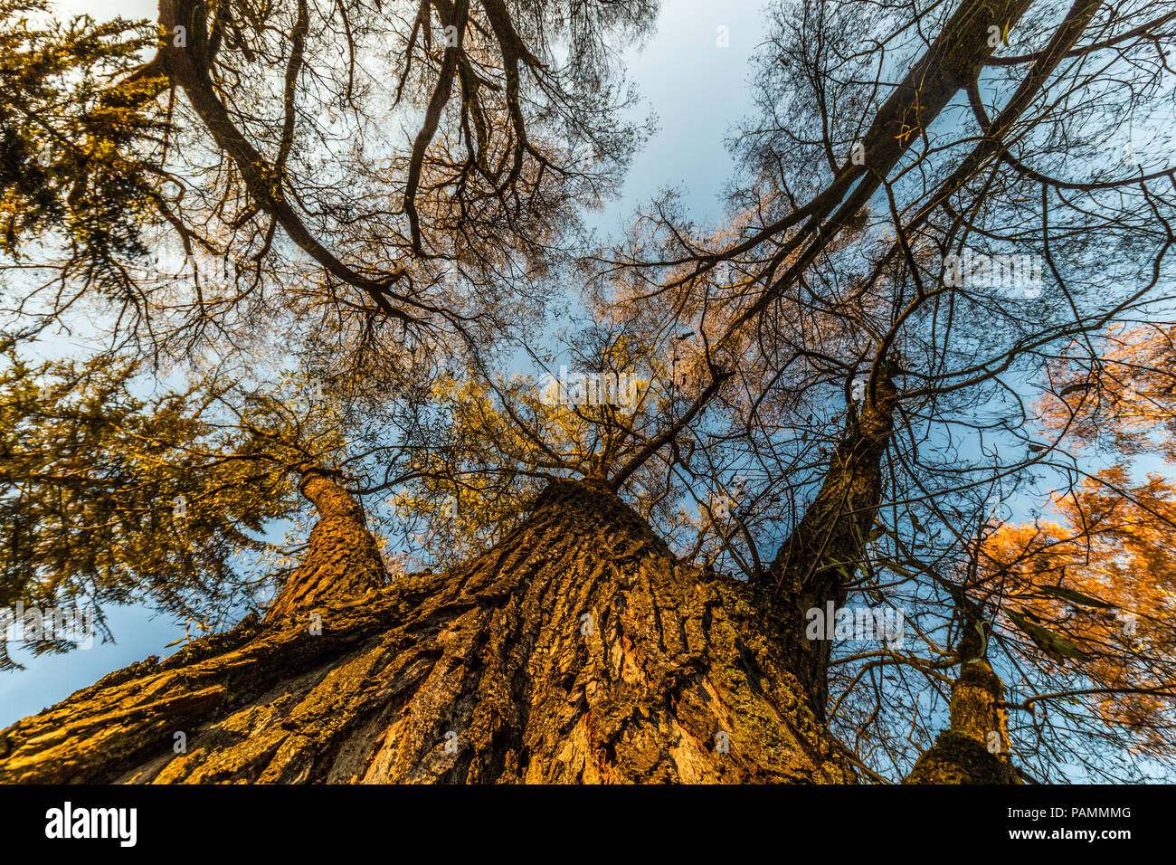 trees in autumn from below, wide angle Stock Photo - Alamy