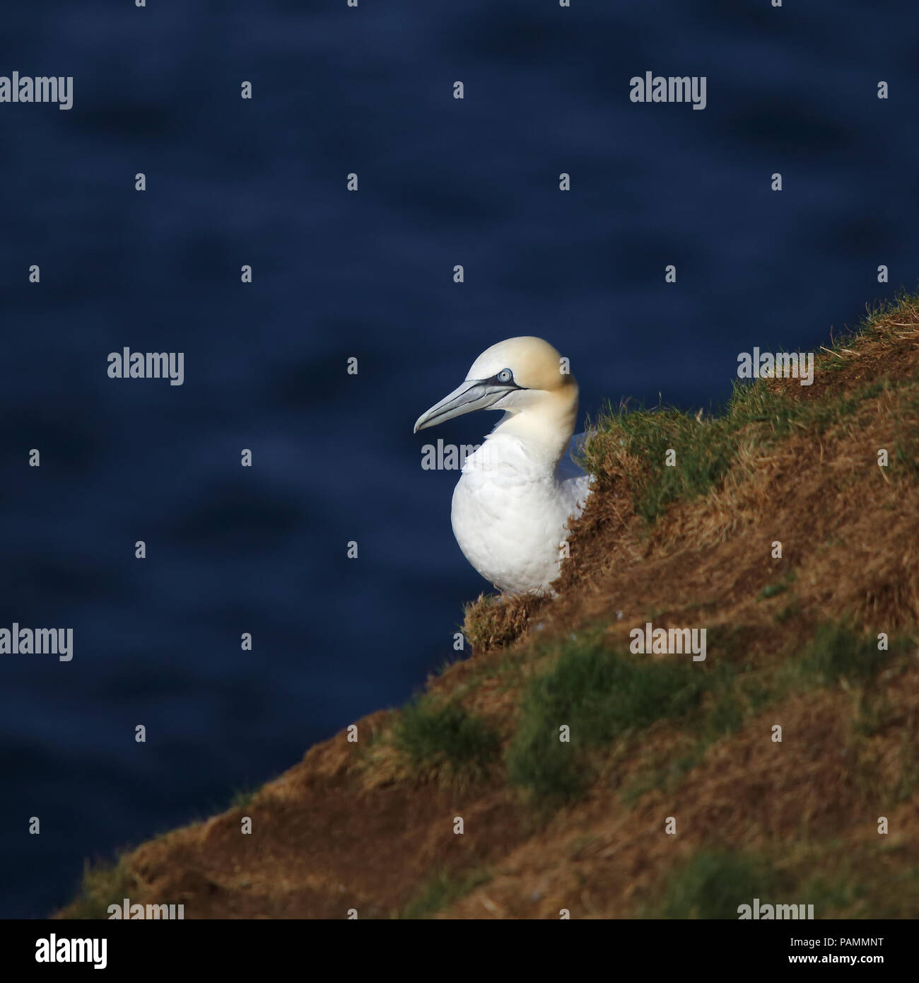 Scottish gannet hi-res stock photography and images - Alamy