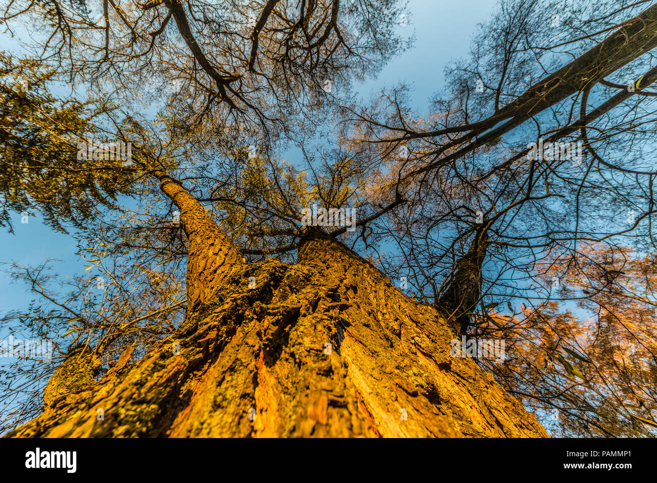 trees in autumn from below, wide angle Stock Photo - Alamy