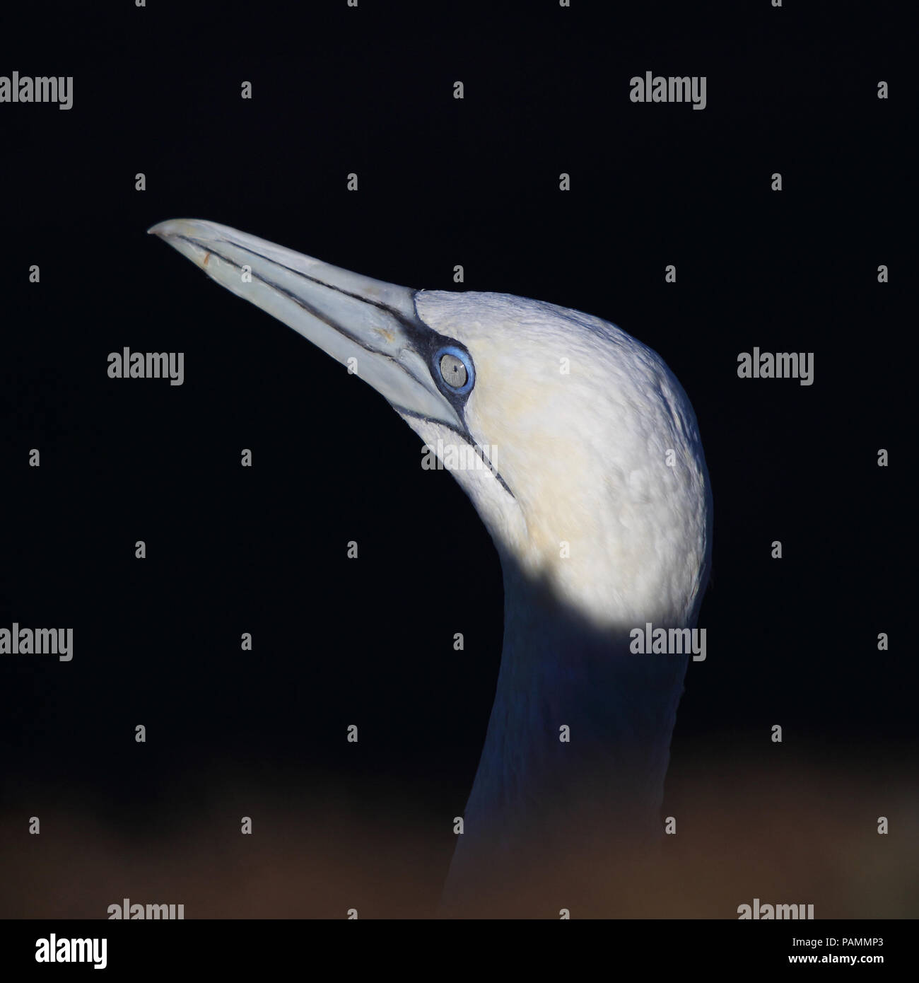 Scottish gannet hi-res stock photography and images - Alamy