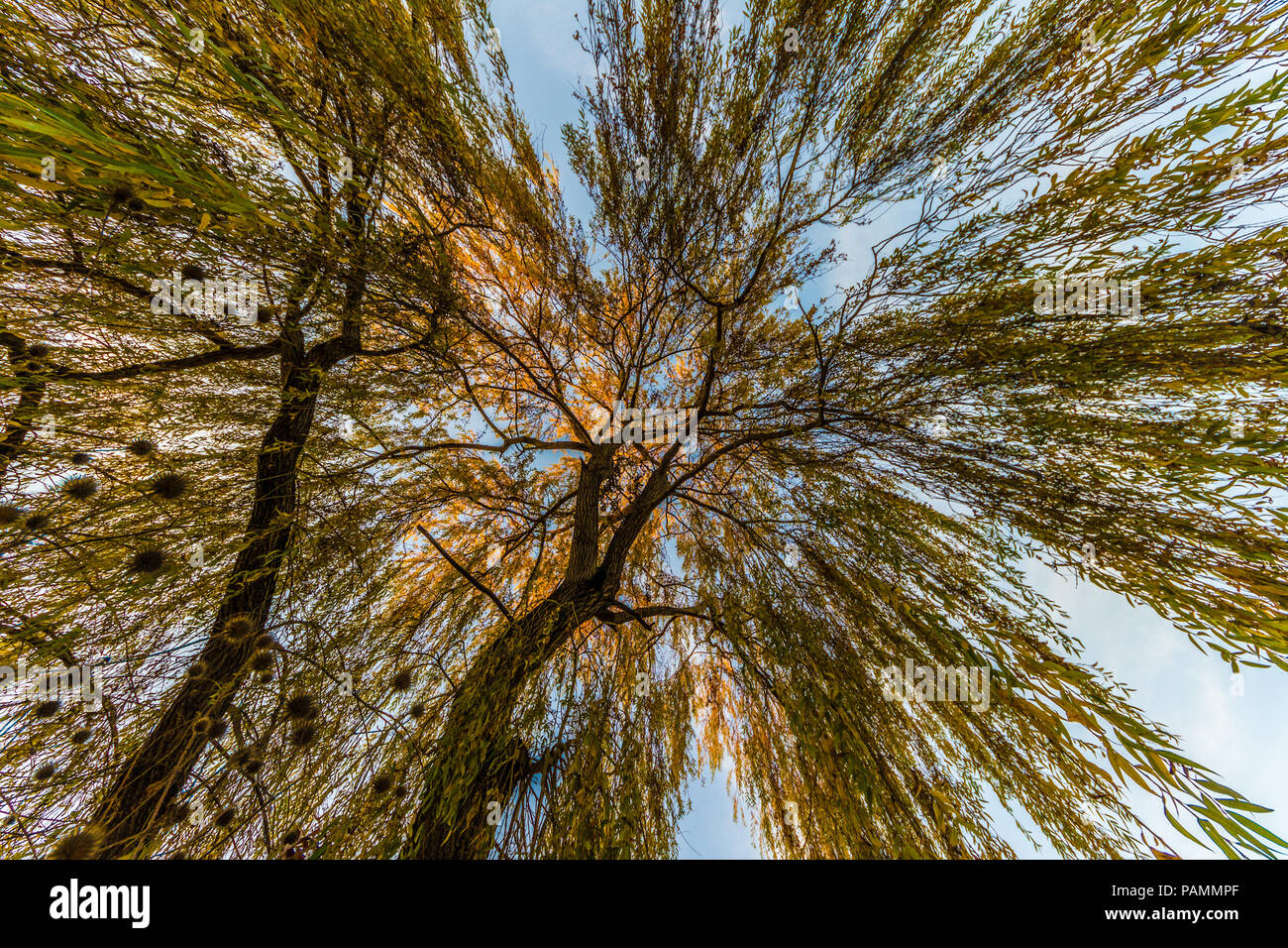 Under weeping willow tree hi-res stock photography and images - Alamy