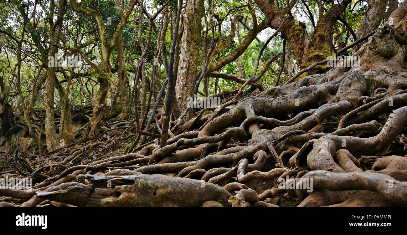 'Magnificent views of Kodaikanal - Tree roots of Guna Caves' Stock ...