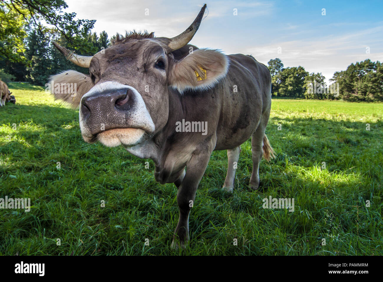 wide angle of a cow on pasture staring at camera Stock Photo - Alamy