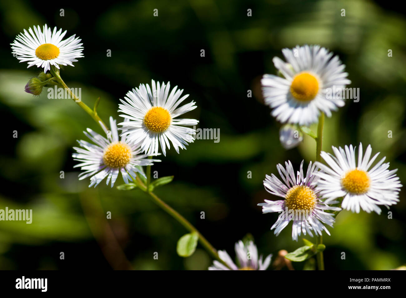 Selected colour hi-res stock photography and images - Alamy