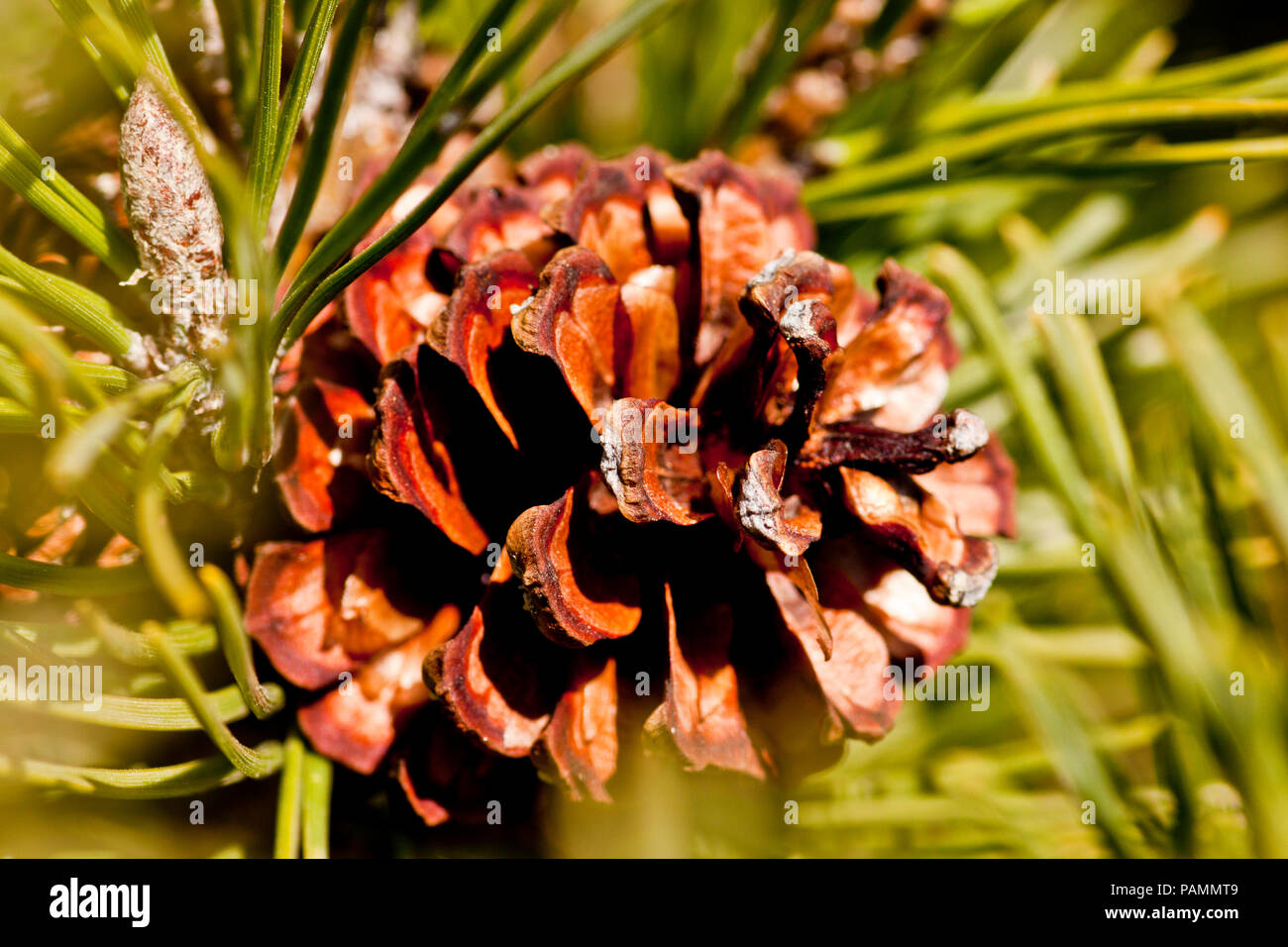 Oblong cone hi-res stock photography and images - Alamy