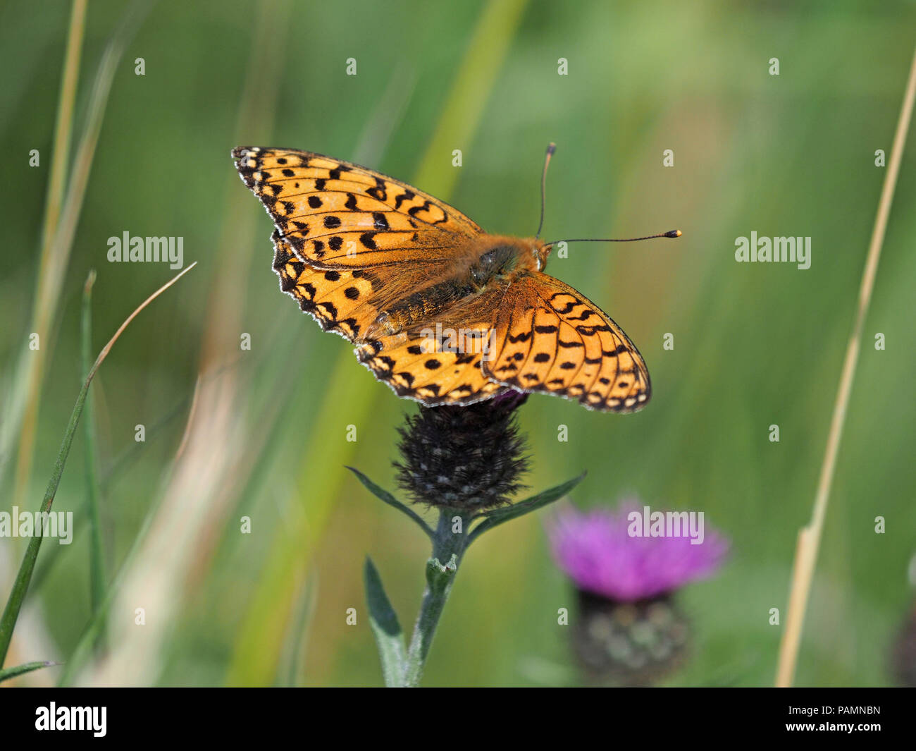 Dark Green Fritillary (Argynnis aglaja) feeding on flower of Black ...