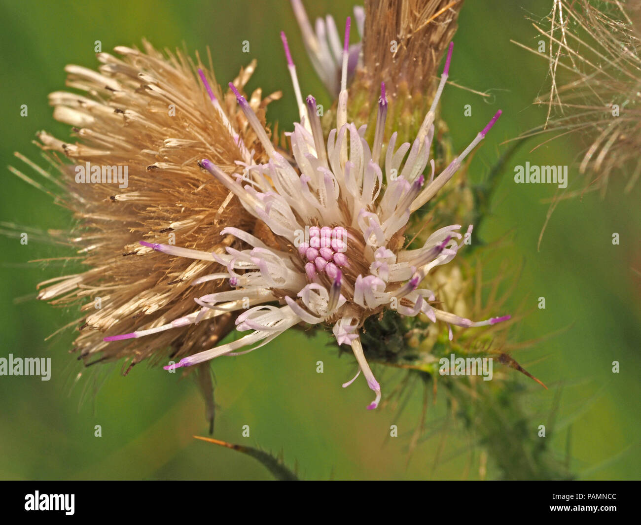 flower and feathery seedheads of Slender Thistle (Carduus tenuiflorus ...