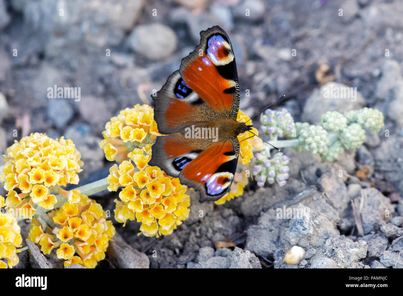 Peacock butterfly feeding on yellow buddleia Stock Photo - Alamy