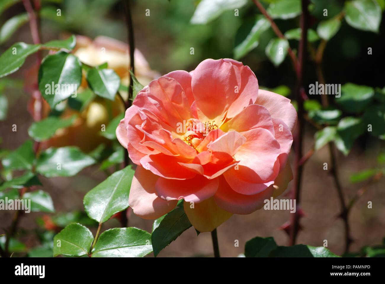Pretty pale peach rose blossom in a rose garden Stock Photo - Alamy