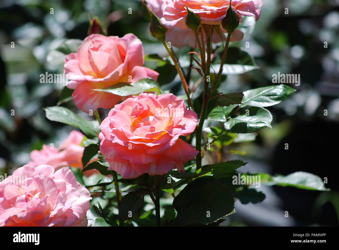 Blooming pale pink roses flowering in a rose garden Stock Photo - Alamy