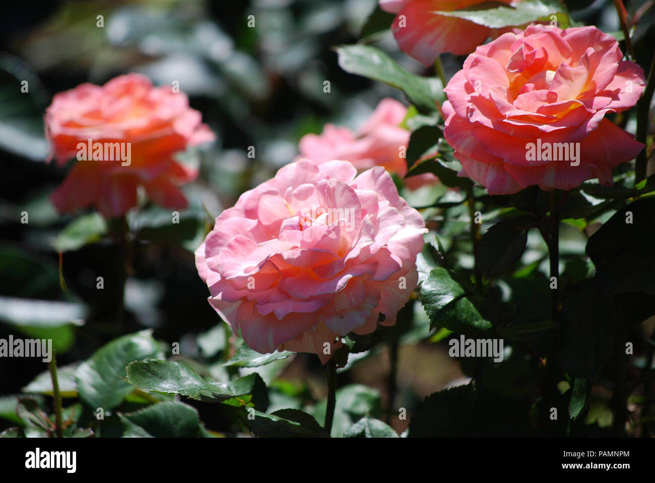 Garden rose bushes blooming in a rose garden Stock Photo - Alamy