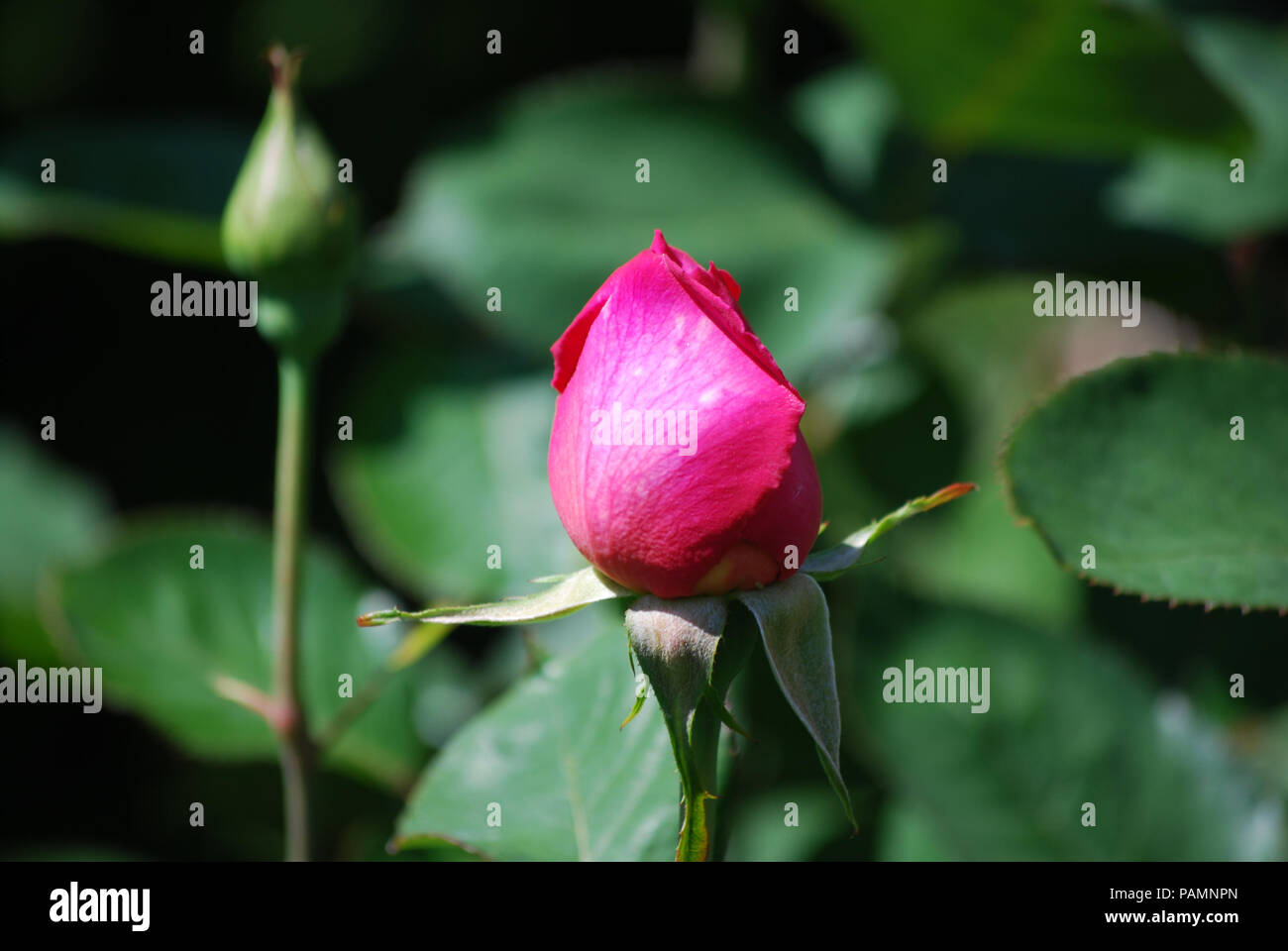 Rose garden with a single rosebud ready to bloom Stock Photo - Alamy