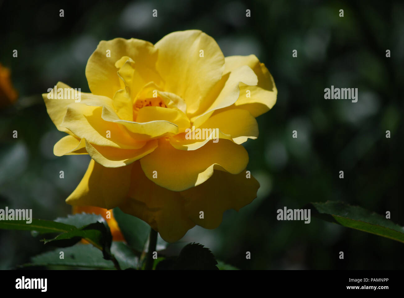 Very pretty blooming yellow rose blossom in a rose garden Stock Photo ...