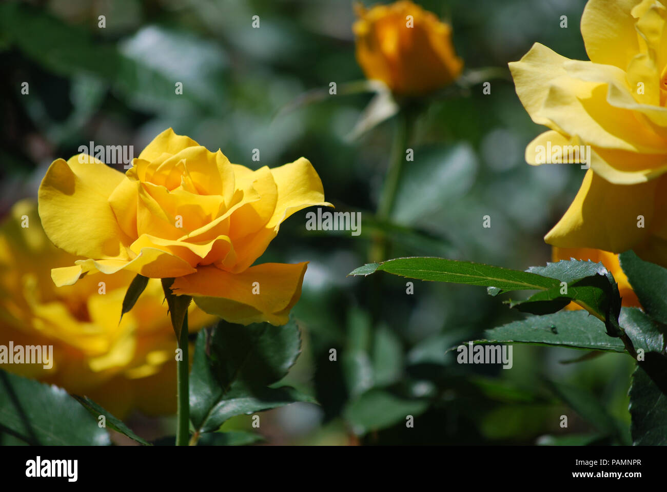 Yellow Rose Bush Stock Photos & Yellow Rose Bush Stock Images - Alamy
