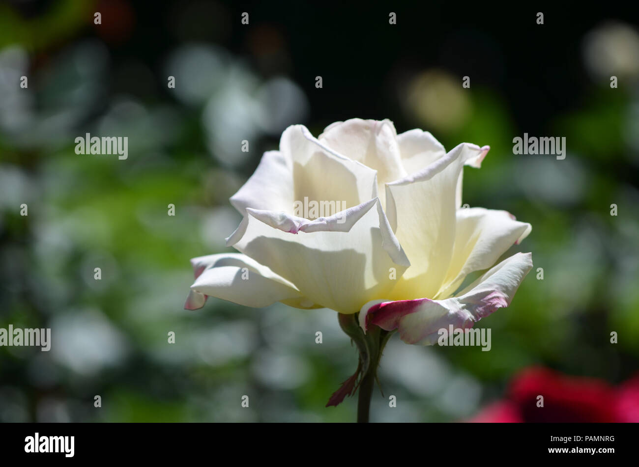 White rose with a bit of red streaking through it Stock Photo - Alamy