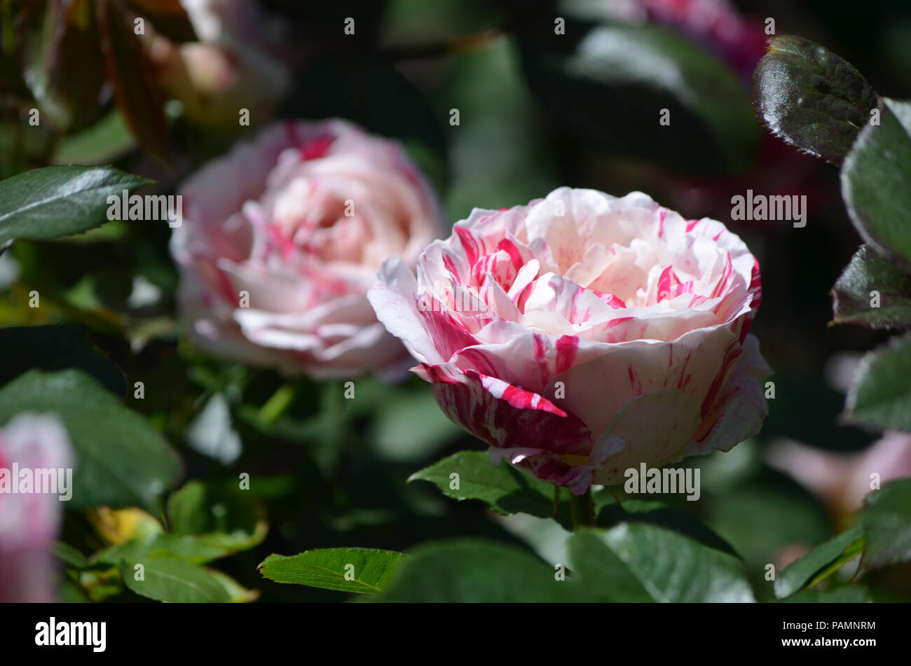 Garden with red and white striped roses Stock Photo - Alamy