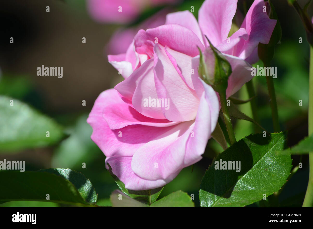 Very pretty blooming pale pink rose bush Stock Photo - Alamy