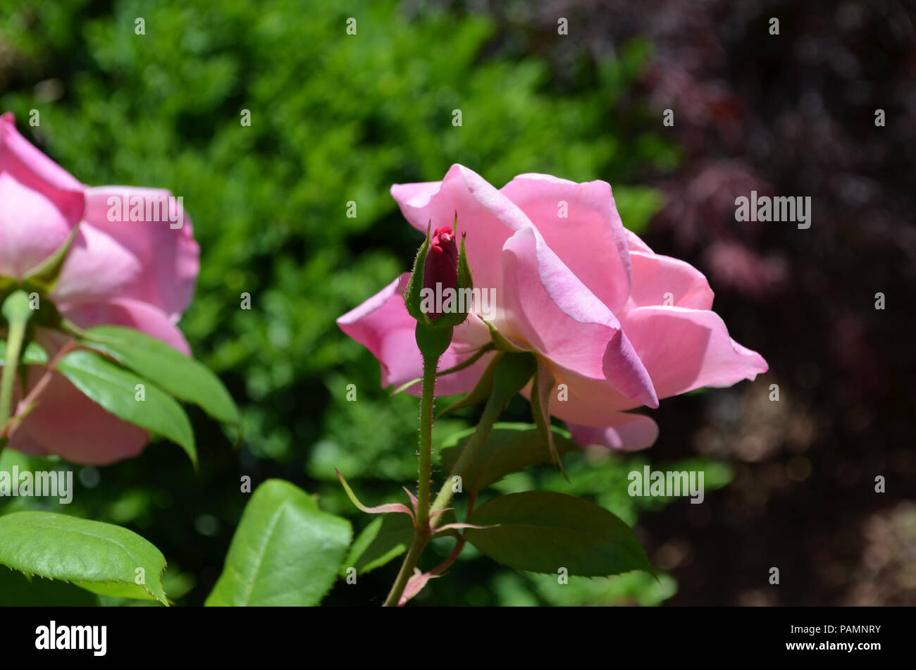 Pretty pink roses blooming in a summer rose garden Stock Photo - Alamy