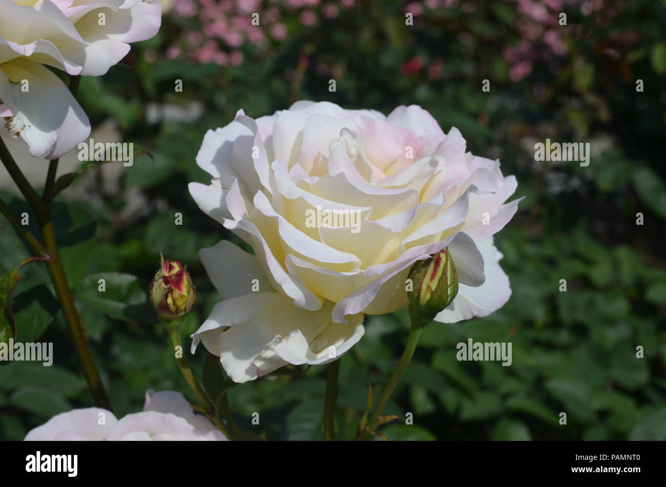 Beautiful flowering white rose bush in a garden Stock Photo - Alamy
