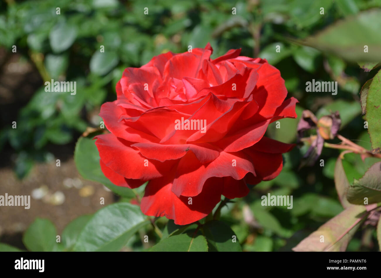 Garden with a perfect blooming red rose Stock Photo - Alamy
