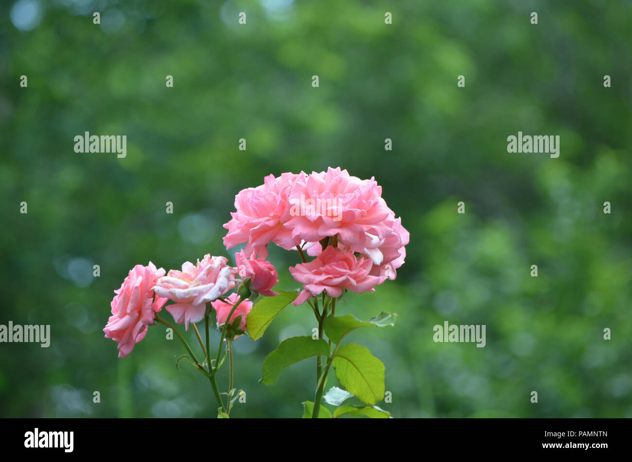 Pretty cluster of pink roses blooming on a rose bush Stock Photo - Alamy