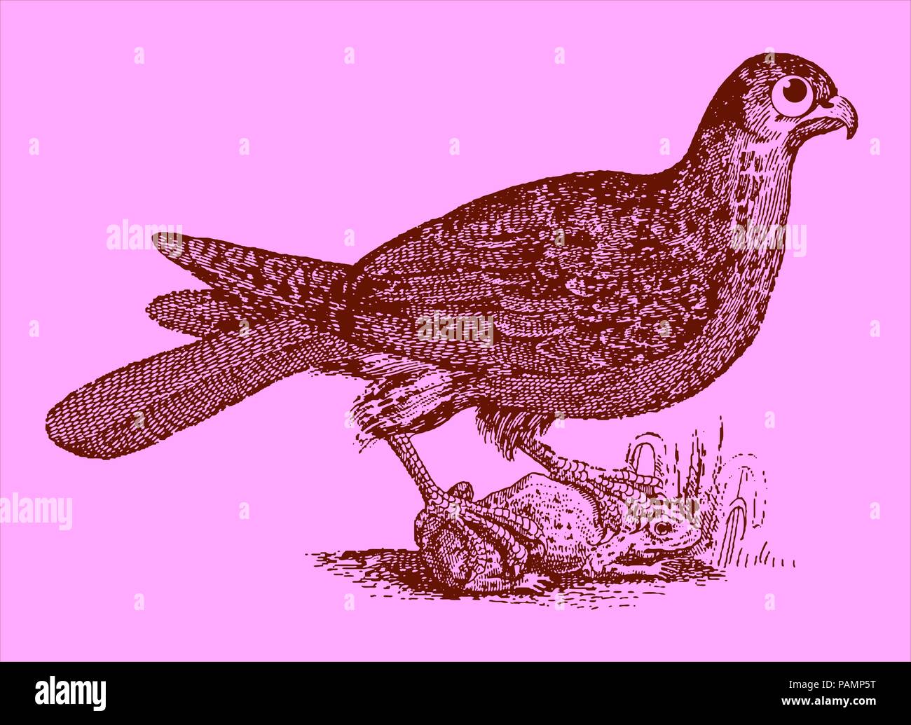 Cute predator: eurasian hobby sitting on a captured toad or frog ...