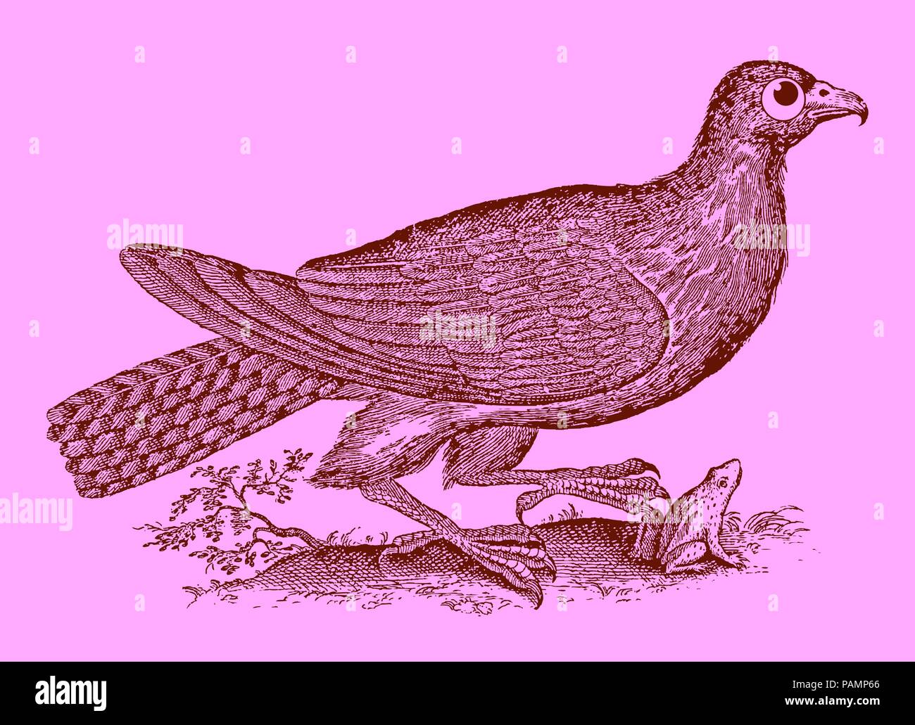 Cute predator: buzzard or hawk catching a frog or toad. Illustration ...