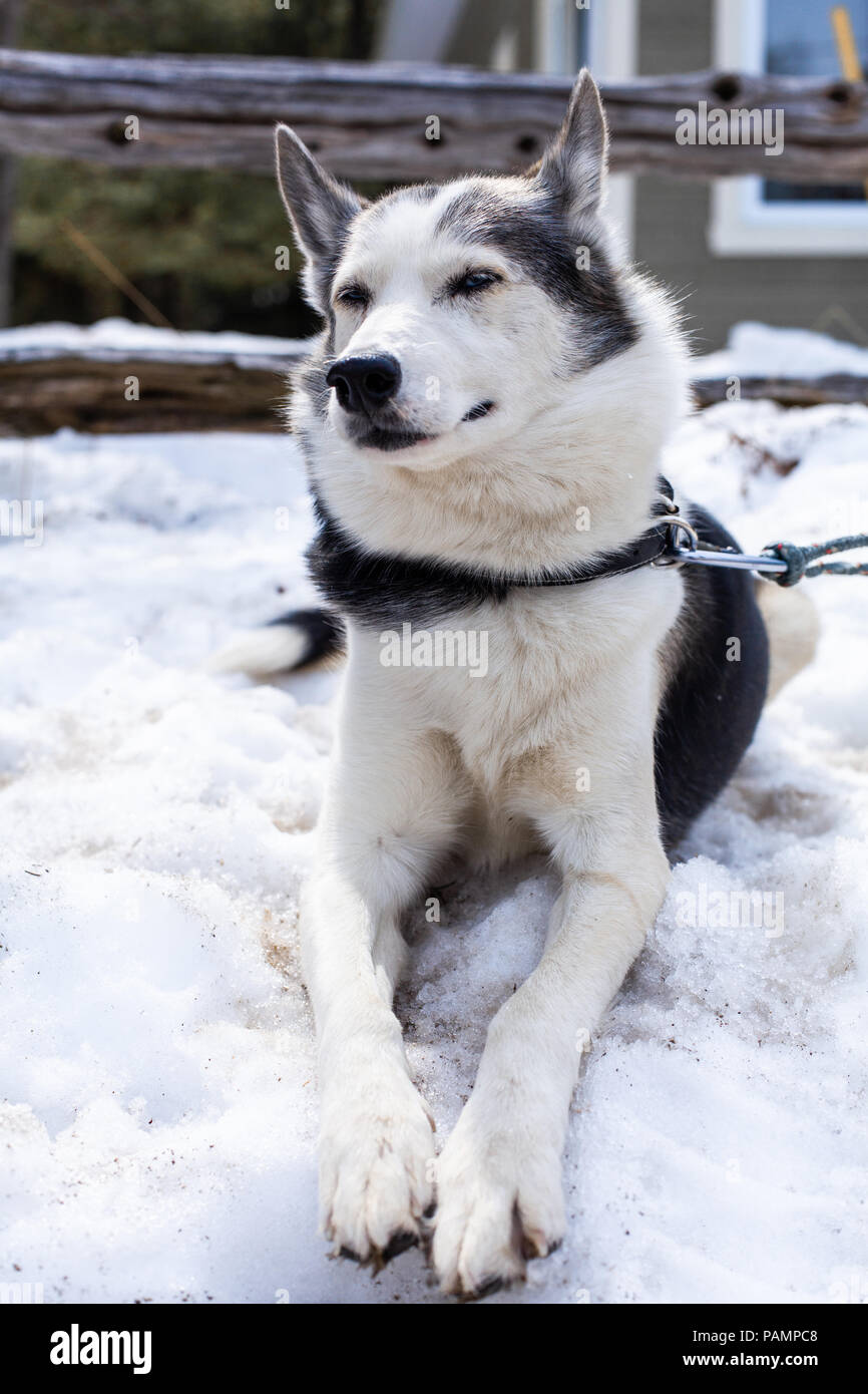 Are Husky Lazy