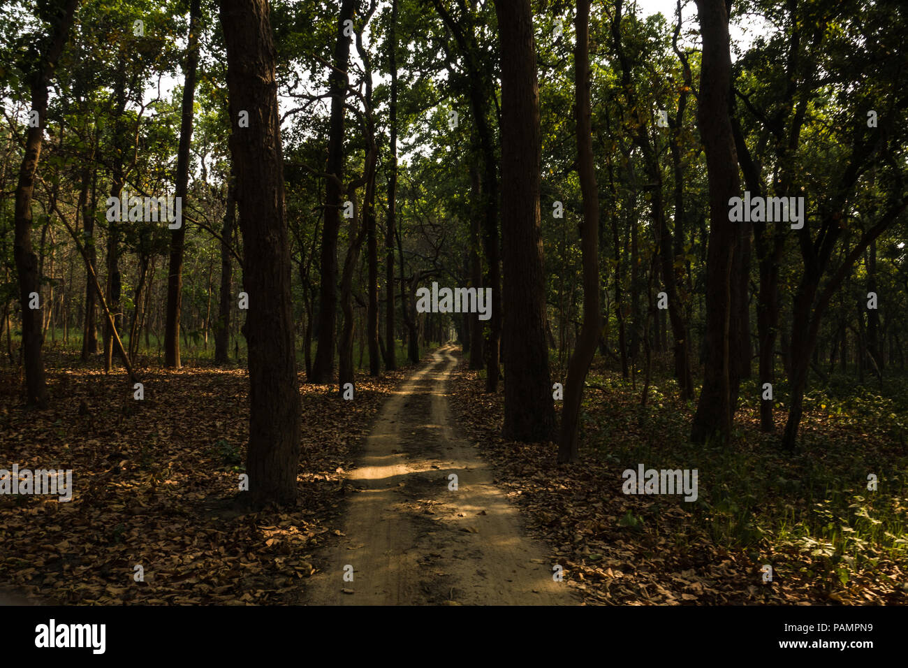 beautiful forest pathways in woods and grass lands in Indian national ...