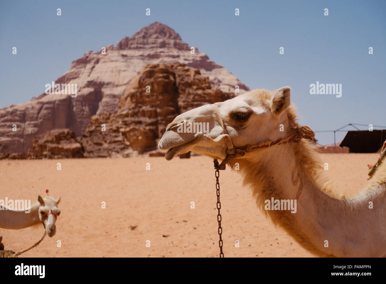 Red sun camels hi-res stock photography and images - Alamy