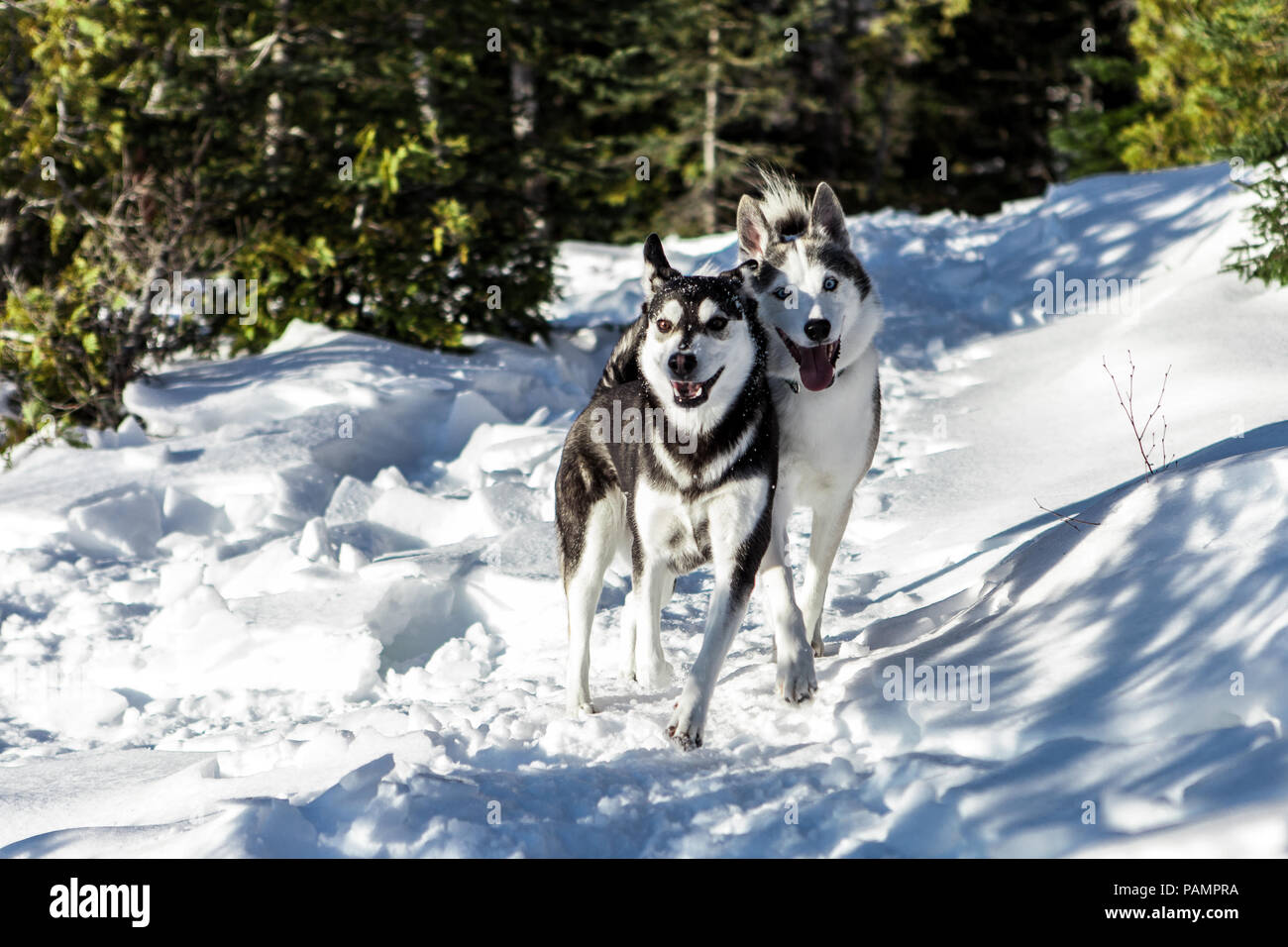 Husky couple running around both looking very happy on a sunny winter ...