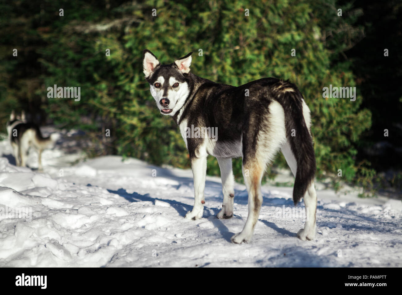 Two husky dogs walking in a single file while the cross breed one looks ...