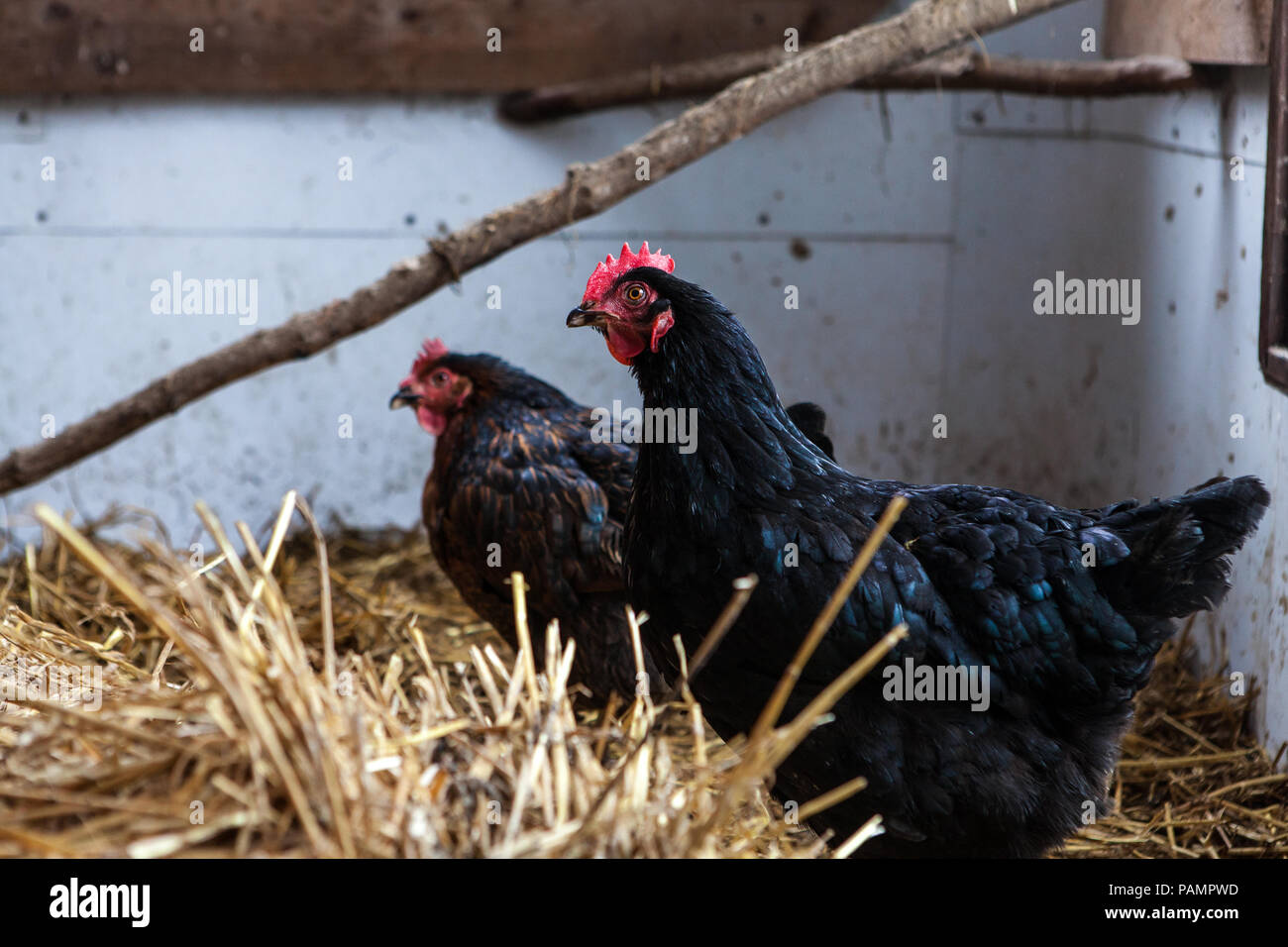 Two black laying hens wander around hay stacks in their chicken coop ...