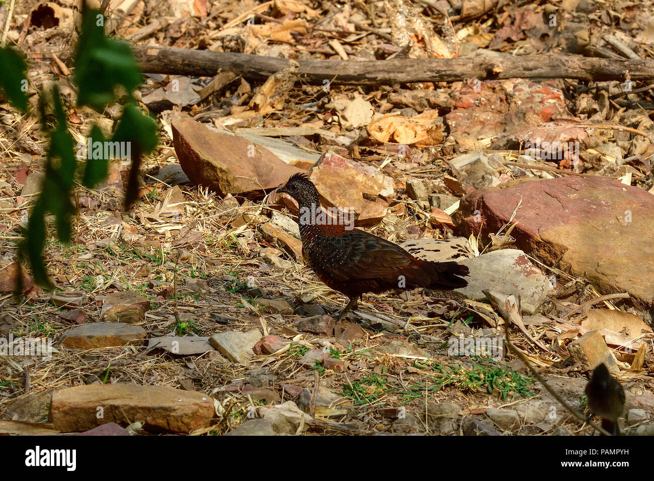 Red Spurfowl, (Galloperdix spadicea)India, Asia. Bird walking on the ...