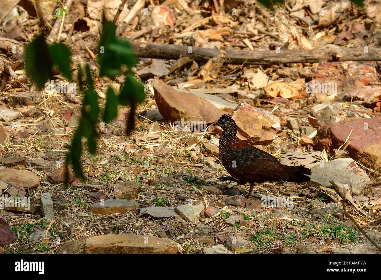 Red Spurfowl, (Galloperdix spadicea)India, Asia. Bird walking on the ...