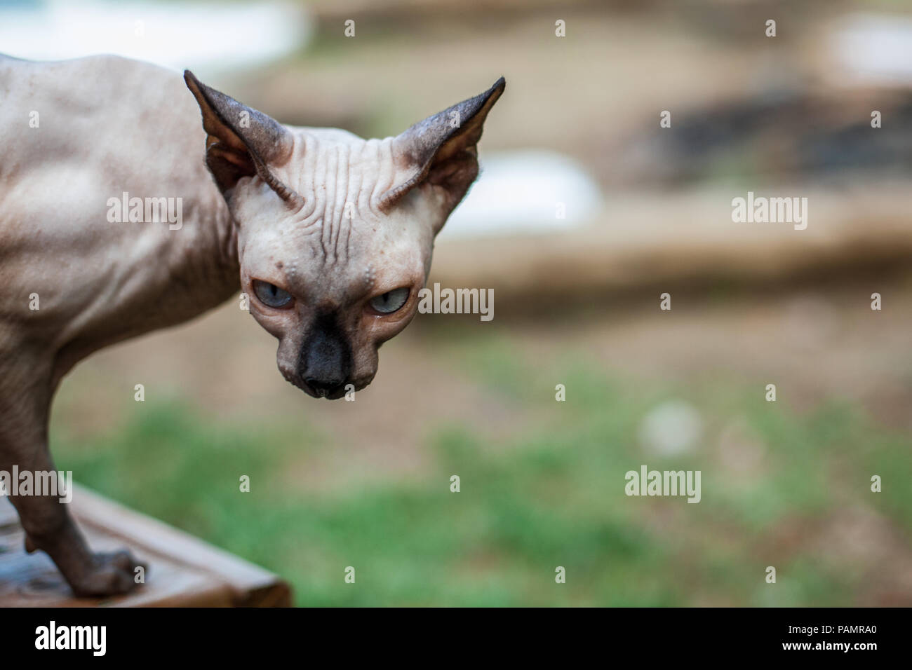 Portrait of a sphynx cat with ears tilted backwards, on a blurry ...