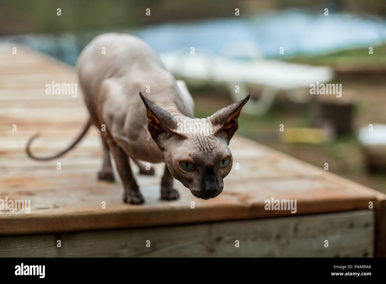 Sphynx cat exploring the wilderness for the first time Stock Photo - Alamy