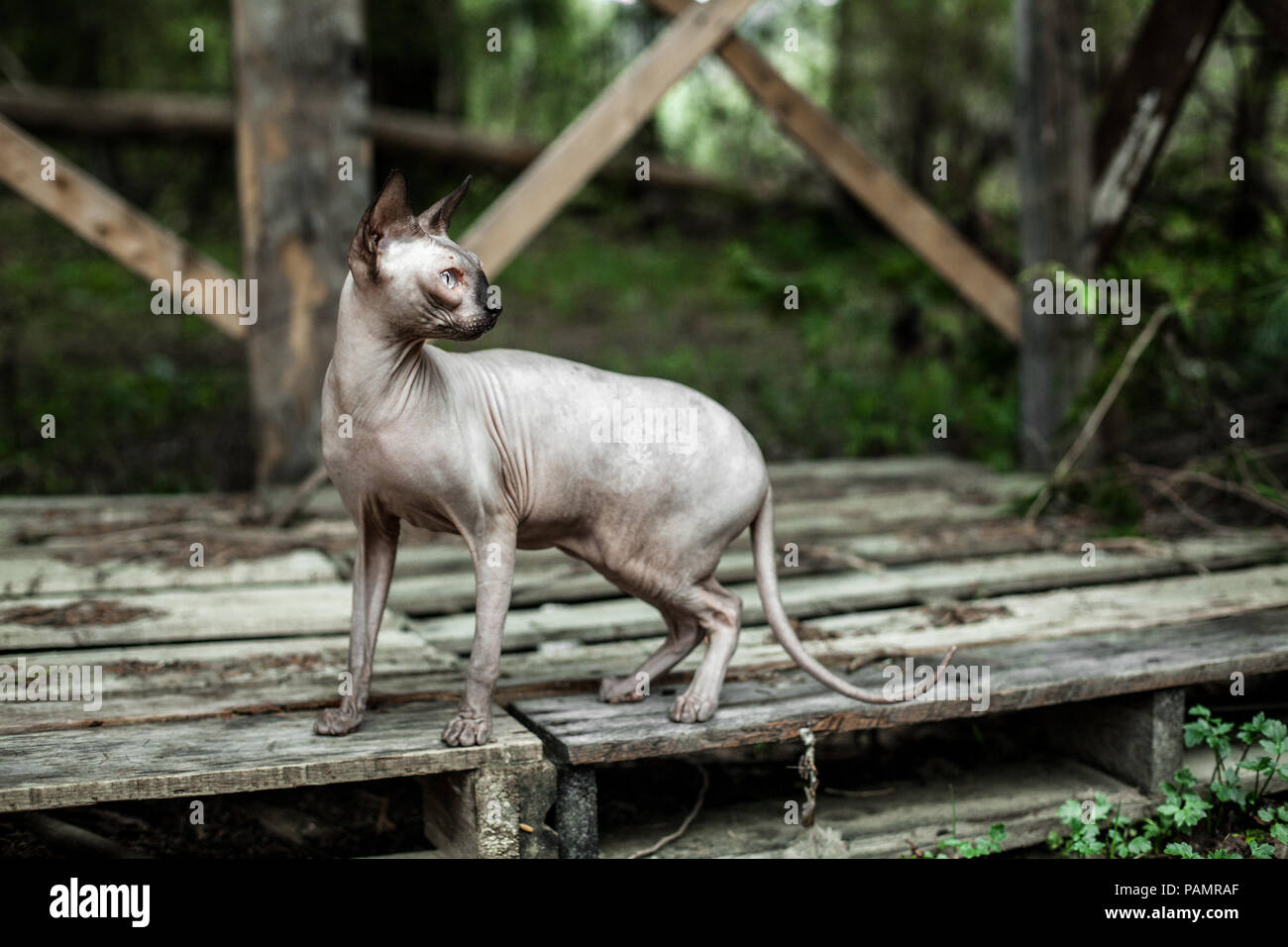 Sphynx cat exploring the wilderness for the first time Stock Photo - Alamy