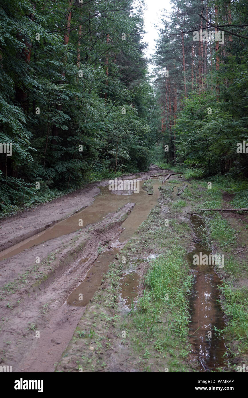 Wet dirt road in the forest Stock Photo - Alamy