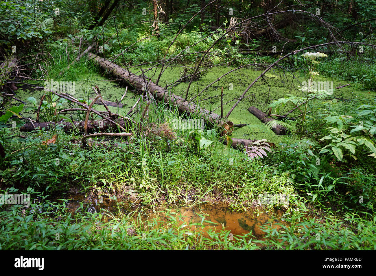 Swamp and trees in the forest Stock Photo - Alamy