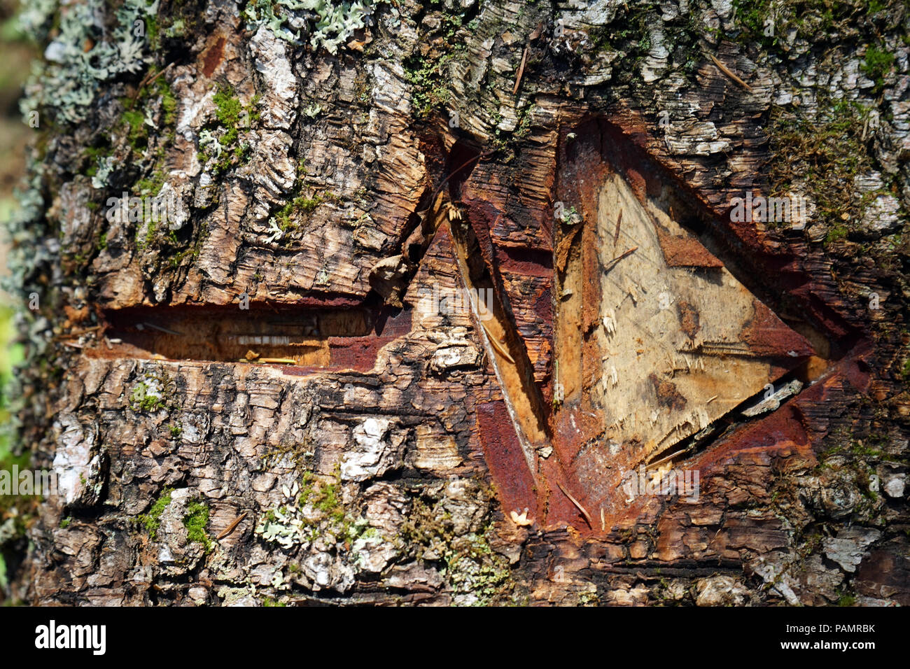 Mark on the birch tree in the forest Stock Photo - Alamy