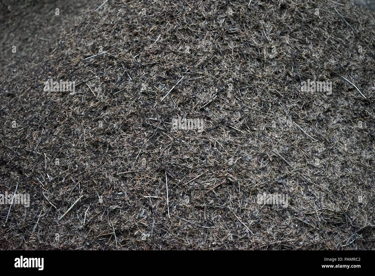 Surface of anthill in the forest Stock Photo - Alamy