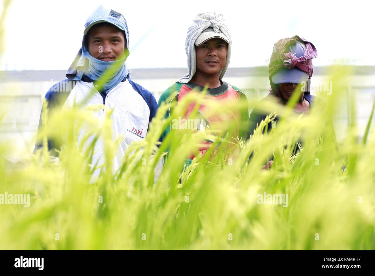 QUEZON PROVINCE, PHILIPPINES - APRIL 10, 2008: A group of rice farmers ...