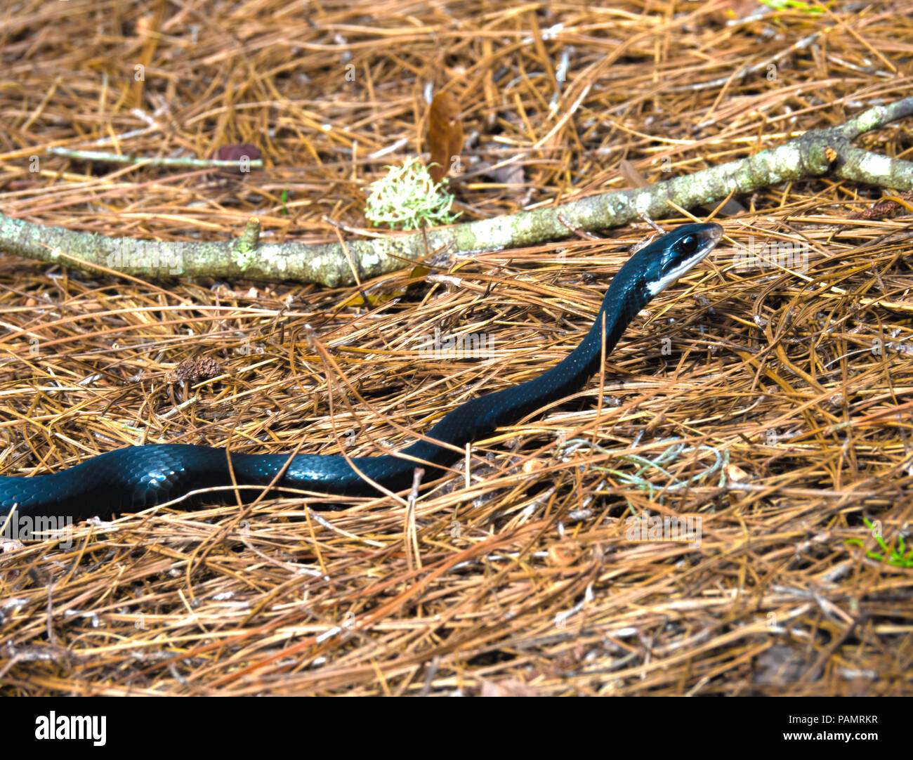 Black racer snake hi-res stock photography and images - Alamy